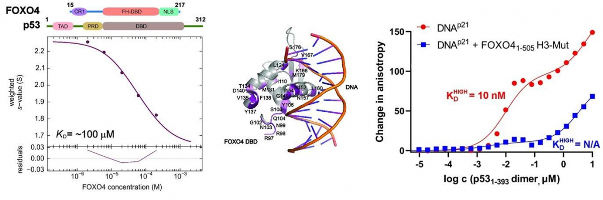 New Findings On The Structure Of The Foxo4: P53 Complex - A Key Factor ...