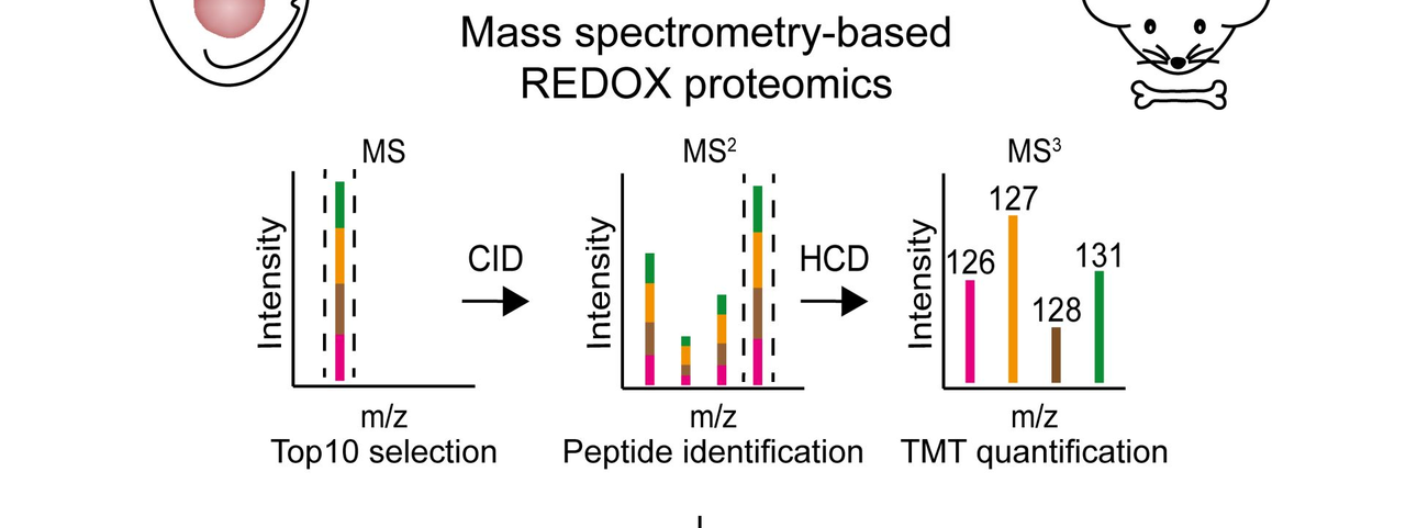Molecular Aspects of Normal and Malignant Hematopoiesis | Biocev
