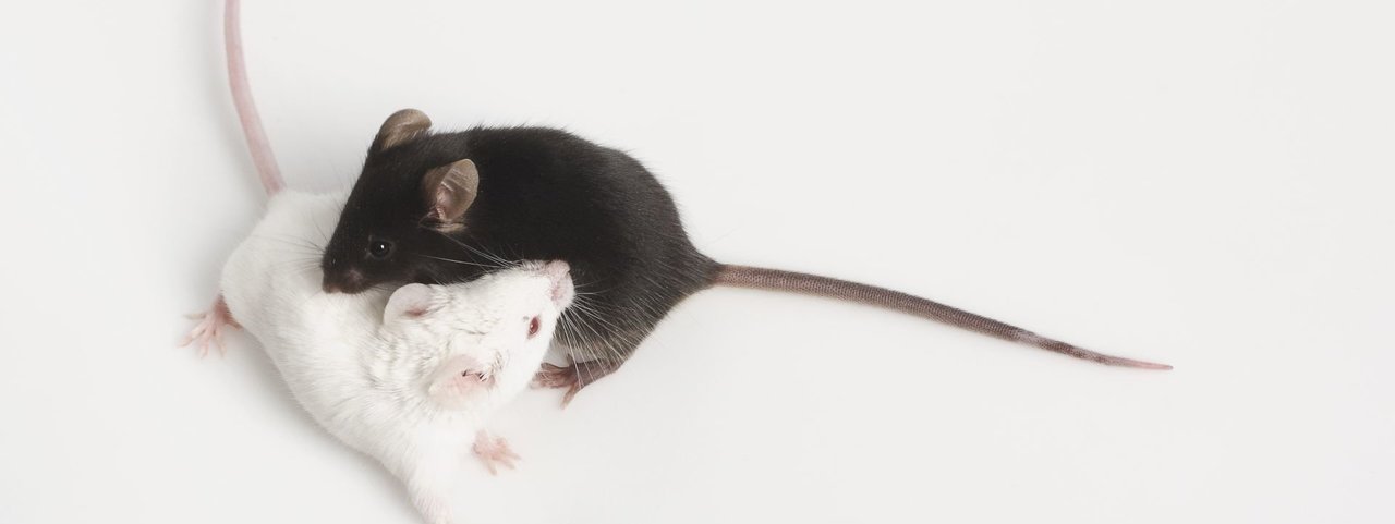 Press: Researchers want to identify all mouse genes. They help in the ...