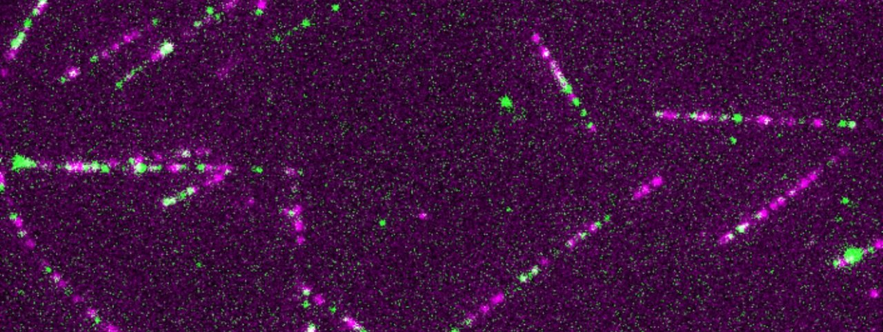 Mitochondria move smoothly through crowded environment | Biocev
