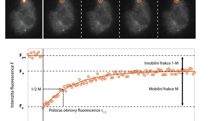 Imaging Methods | Biocev