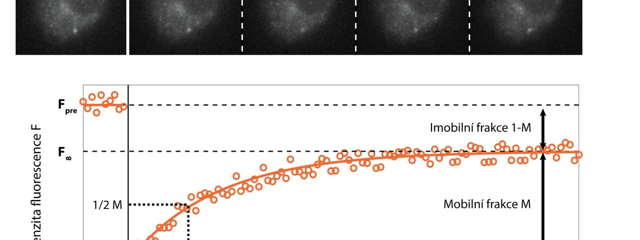 How fast do molecules move? | Biocev