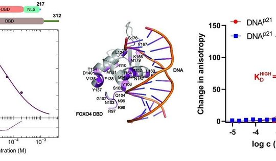 New Findings On The Structure Of The Foxo4: P53 Complex - A Key Factor ...