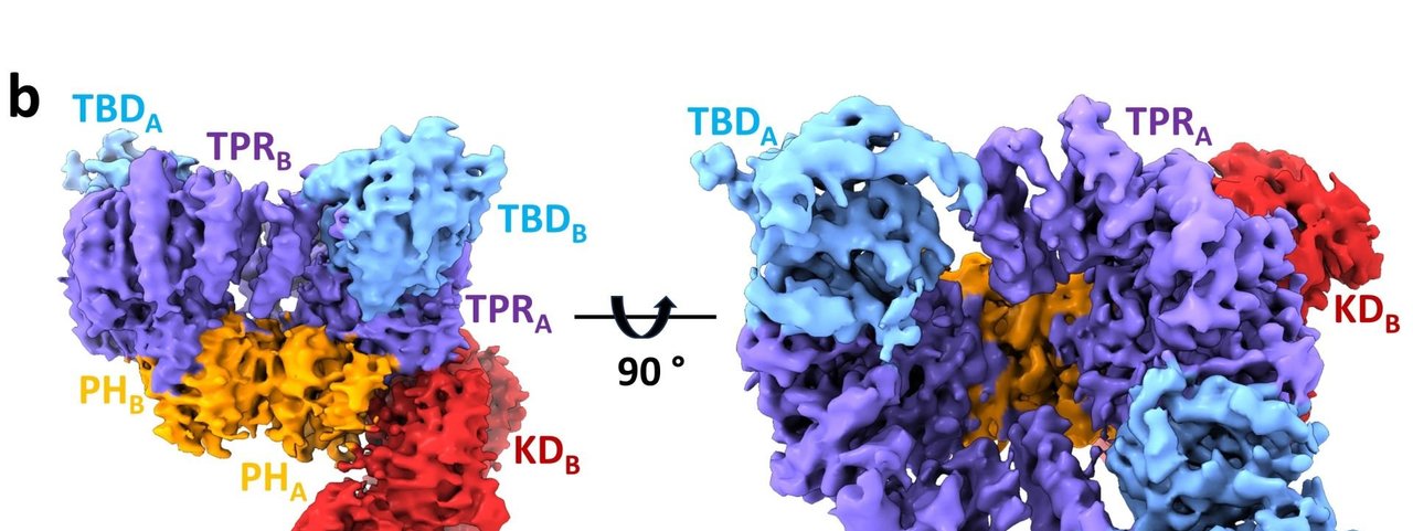 New findings on the structure of the protein kinase ASK1 - a key enzyme ...