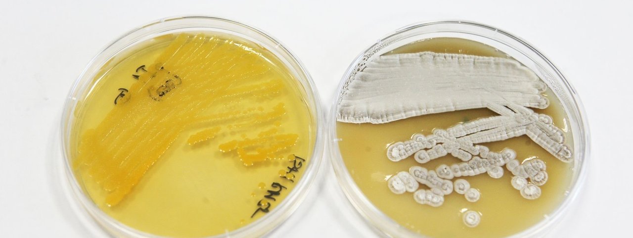 Research of Natural Substances: Structure and Function | Biocev