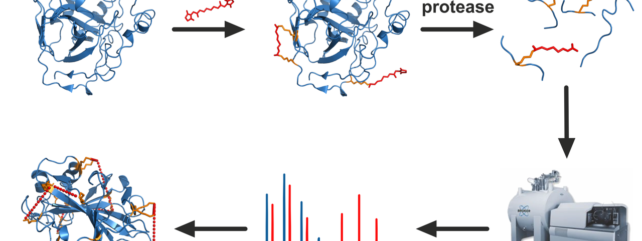 Protein Structure Characterization by Advanced Mass Spectrometry | Biocev