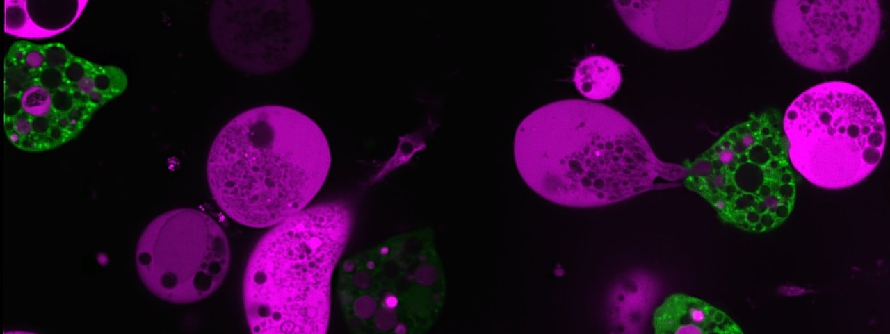 Biometals and Drug Discovery Lab | Biocev