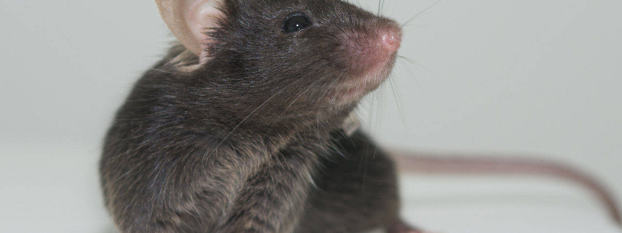 Auditory Function in Mutant Mice | Biocev