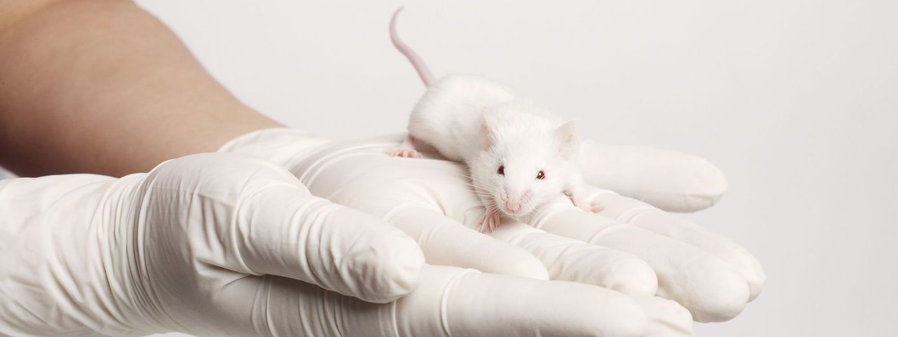 Genetically modified mice as a tool to study renewal and neoplastic ...