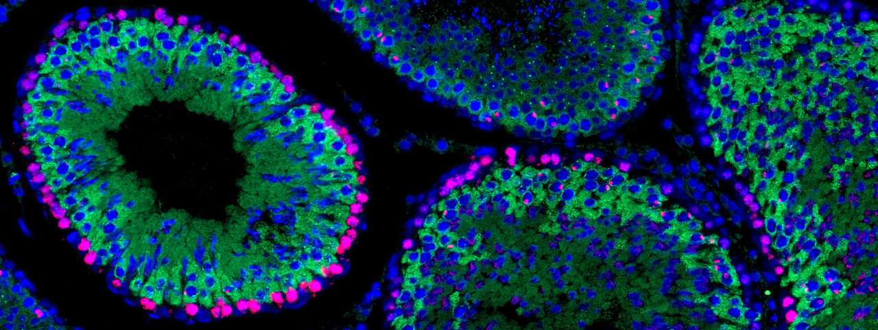Molecular mechanisms of germ cell development | Biocev